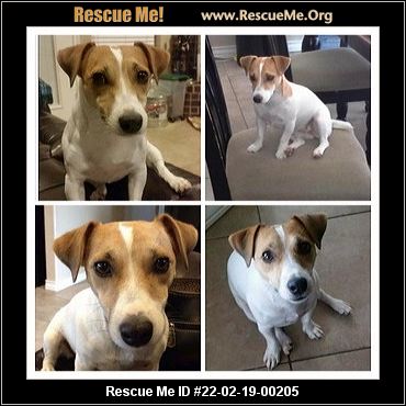 - Texas Jack Russell Rescue - ADOPTIONS - Rescue Me!