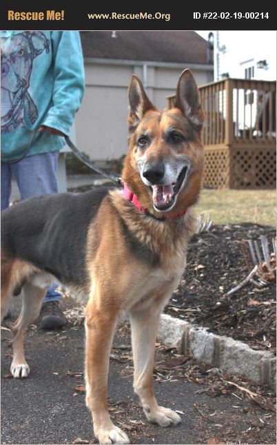 ADOPT 22021900214 ~ German Shepherd Rescue ~ Stirling, NJ