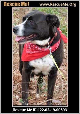 - Georgia Border Collie Rescue - ADOPTIONS - Rescue Me!