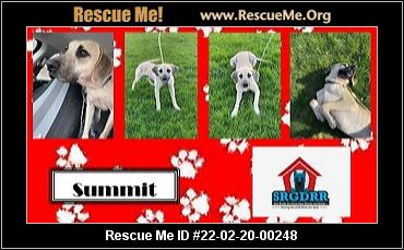 - Minnesota Dog Rescue - ADOPTIONS - Rescue Me!