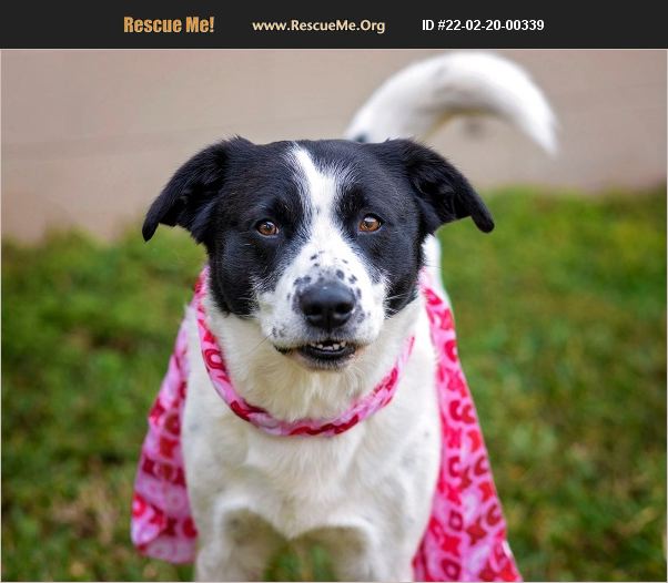 ADOPT 22022000339 ~ Border Collie Rescue ~ Kissimmee, FL