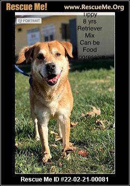 - Ohio Golden Retriever Rescue - ADOPTIONS - Rescue Me!