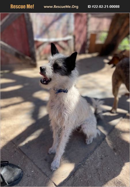 ADOPT 22022100088 ~ Chinese Crested Rescue ~ Tucson, AZ