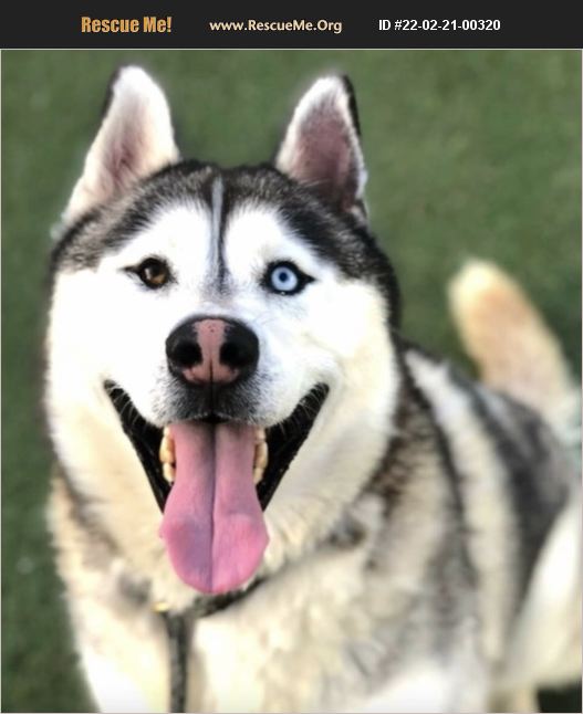ADOPT 22022100320 ~ Siberian Husky Rescue ~ Van Nuys, CA