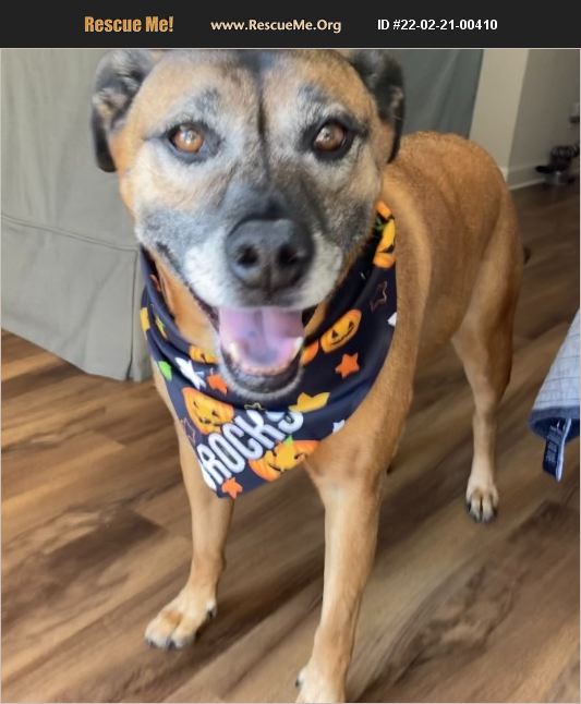 ADOPT 22022100410 ~ Boxer Rescue ~ Chevy Chase, MD