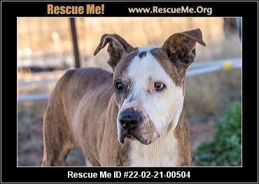 - Arizona Pit Bull Rescue - ADOPTIONS - Rescue Me!