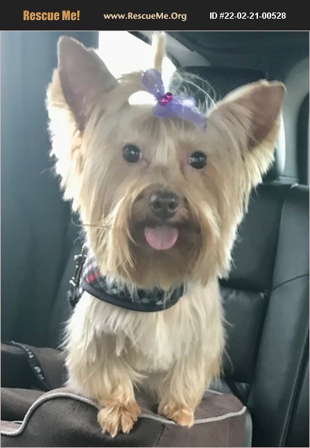 ADOPT 22022100528 ~ Yorkie Rescue ~ Virginia Beach, VA