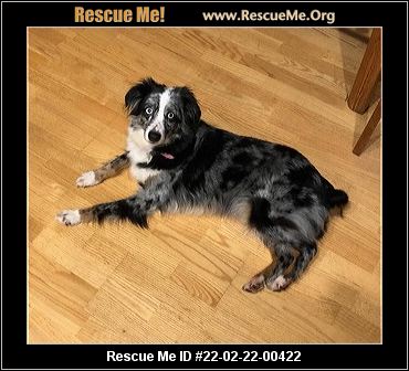 - Washington Australian Shepherd Rescue - ADOPTIONS - Rescue Me!