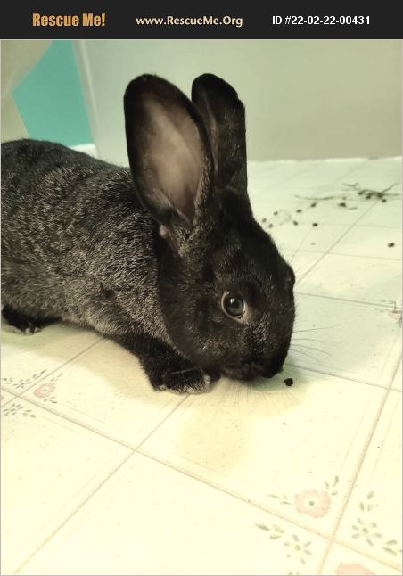 ADOPT 22022200431 ~ Rabbit Rescue ~ Lyndhurst, VA