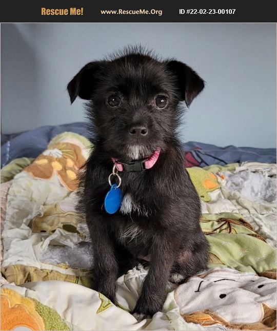 ADOPT 22022300107 ~ Affenpinscher Rescue ~ Sagaponack, NY