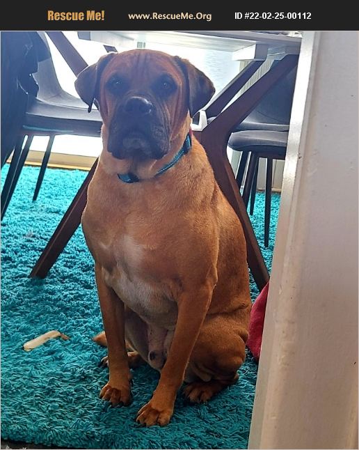 ADOPT 22022500112 ~ Bullmastiff Rescue ~ Michigan