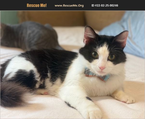 ADOPT 22022500246 ~ Domestic Cat Rescue ~ Fairfield County, CT