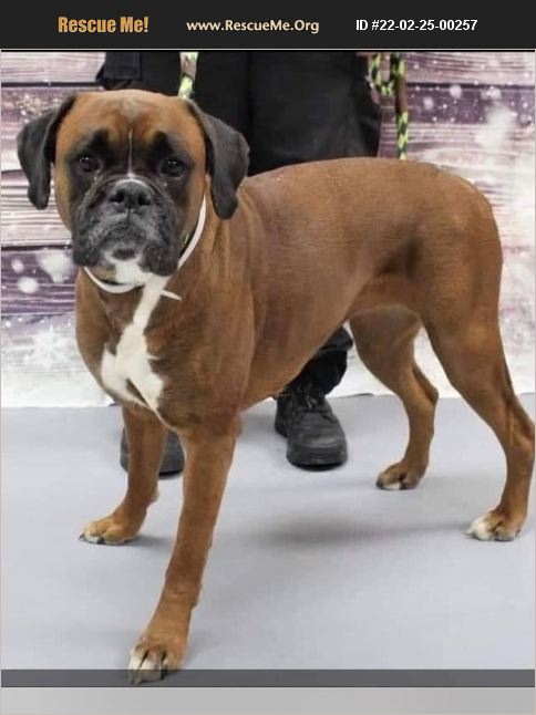 ADOPT 22022500257 ~ Boxer Rescue ~ Kenilworth, NJ