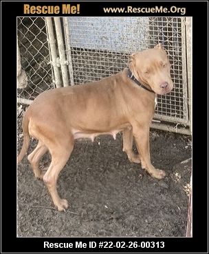 - Kentucky Dog Rescue - ADOPTIONS - Rescue Me!