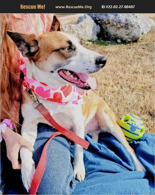 ADOPT 22022700407 ~ Corgi Rescue ~ Colorado