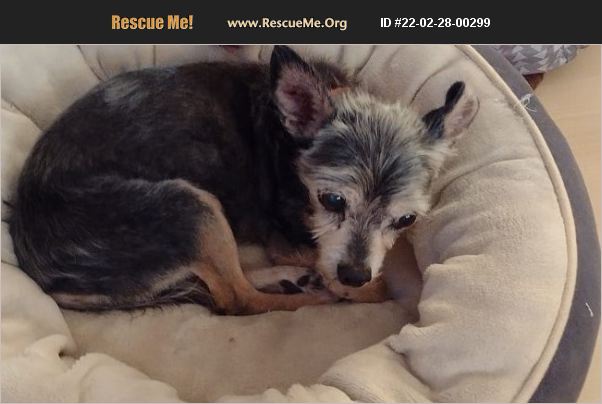ADOPT 22022800299 ~ Yorkie Rescue ~ KINGMAN, KS