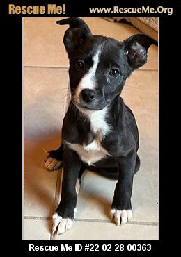 - Florida Border Collie Rescue - ADOPTIONS - Rescue Me!
