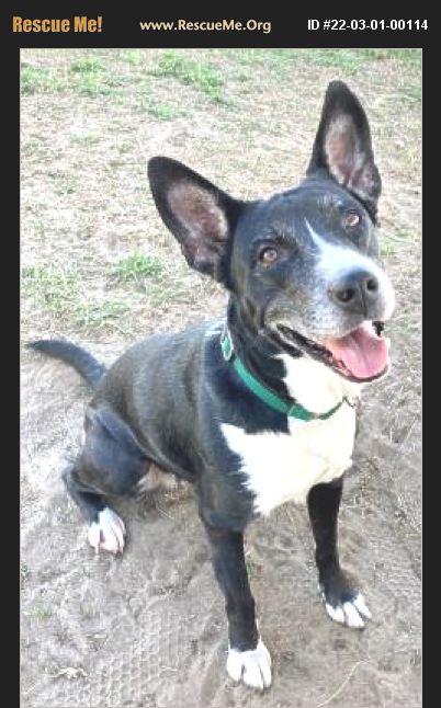 ADOPT 22030100114 ~ Border Collie Rescue ~ INVERNESS, FL