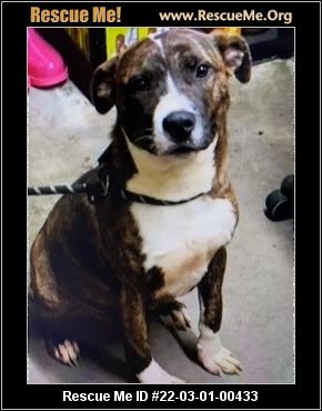 - Maryland Lab Rescue - ADOPTIONS - Rescue Me!