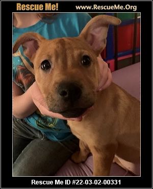 - Kentucky Dog Rescue - ADOPTIONS - Rescue Me!