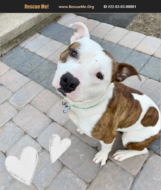 ADOPT 22030300001 ~ Boxer Rescue ~ Brookfield, CT