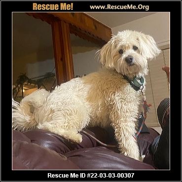 - California Maltese Rescue - ADOPTIONS - Rescue Me!