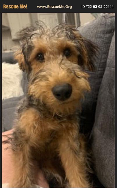 ADOPT 22030300444 ~ Welsh Terrier Rescue ~ Parker, CO