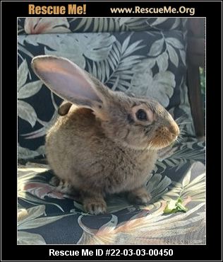 - Florida Rabbit Rescue - ADOPTIONS - Rescue Me!