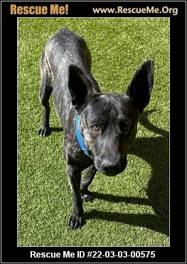 - Arizona Dutch Shepherd Rescue - ADOPTIONS - Rescue Me!