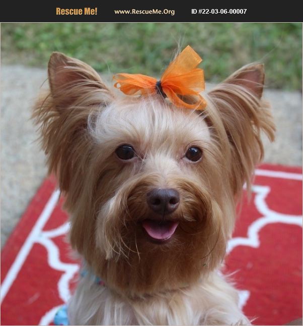 ADOPT 22030600007 ~ Yorkie Rescue ~ Virginia Beach, VA