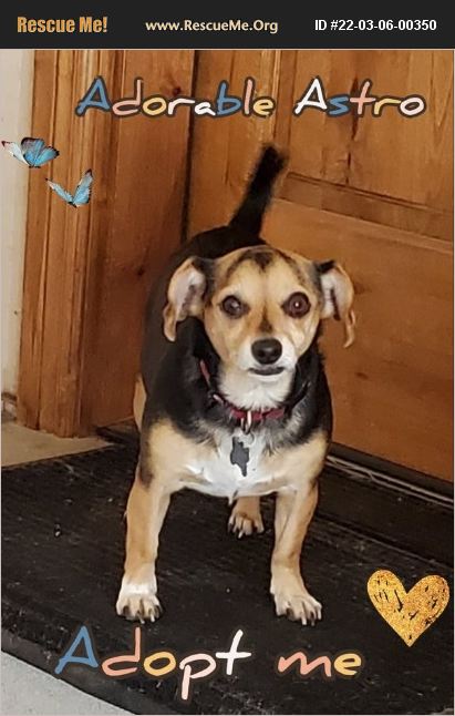 ADOPT 22030600350 ~ Beagle Rescue ~ Grove, OK