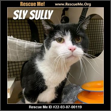 - Ohio Cat Rescue - ADOPTIONS - Rescue Me!