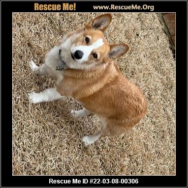 - Texas Corgi Rescue - ADOPTIONS - Rescue Me!