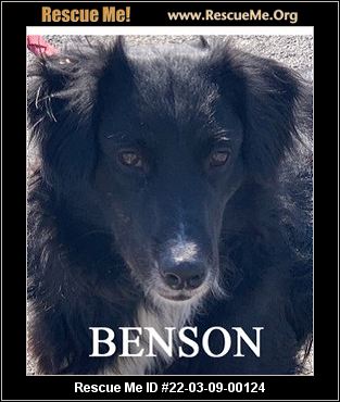 - Pennsylvania Border Collie Rescue - ADOPTIONS - Rescue Me!
