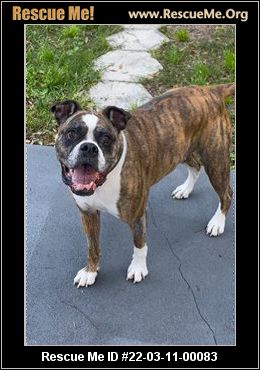 - Florida Boxer Rescue - ADOPTIONS - Rescue Me!