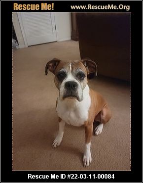 - Florida Boxer Rescue - ADOPTIONS - Rescue Me!