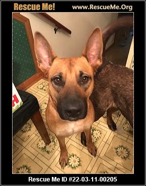 - Indiana Dog Rescue - ADOPTIONS - Rescue Me!