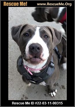 - Colorado Pit Bull Rescue - ADOPTIONS - Rescue Me!