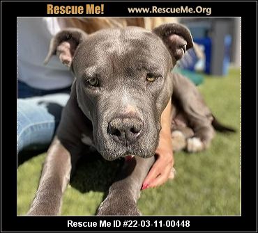 - Arizona Pit Bull Rescue - ADOPTIONS - Rescue Me!