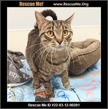 - Missouri Cat Rescue - ADOPTIONS - Rescue Me!