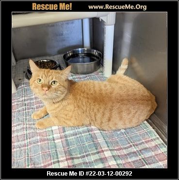 - Missouri Cat Rescue - ADOPTIONS - Rescue Me!