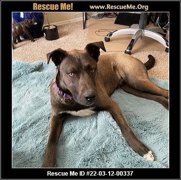 - New Mexico Dog Rescue - ADOPTIONS - Rescue Me!