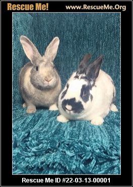 - California Rabbit Rescue - ADOPTIONS - Rescue Me!