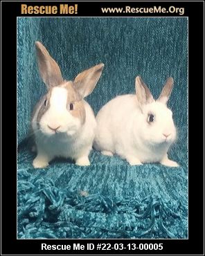 - California Rabbit Rescue - ADOPTIONS - Rescue Me!