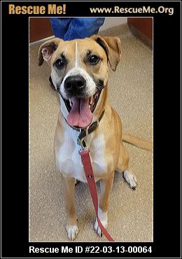 - Florida Boxer Rescue - ADOPTIONS - Rescue Me!