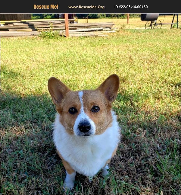 ADOPT 22031400160 ~ Corgi Rescue ~ Giddings, TX