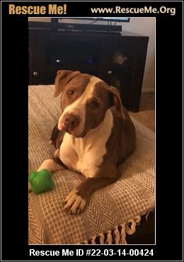 - Colorado Pit Bull Rescue - ADOPTIONS - Rescue Me!