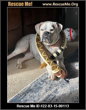 - Missouri Boxer Rescue - ADOPTIONS - Rescue Me!