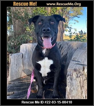 - California Pit Bull Rescue - ADOPTIONS - Rescue Me!