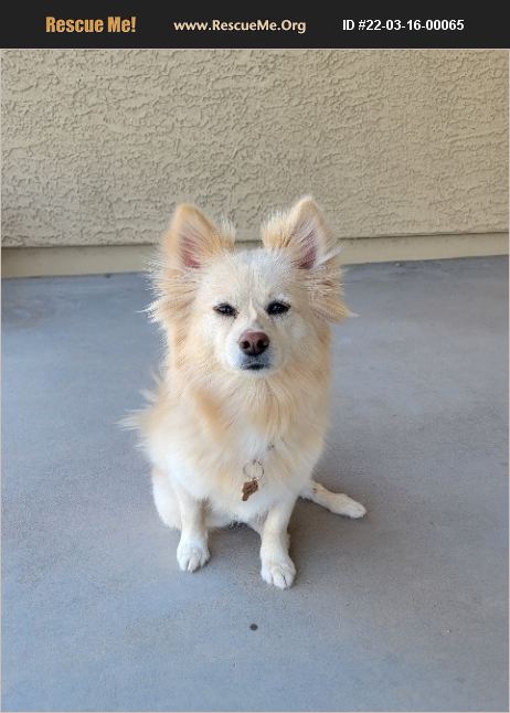 ADOPT 22031600065 ~ Pomeranian Rescue ~ Surprise, AZ